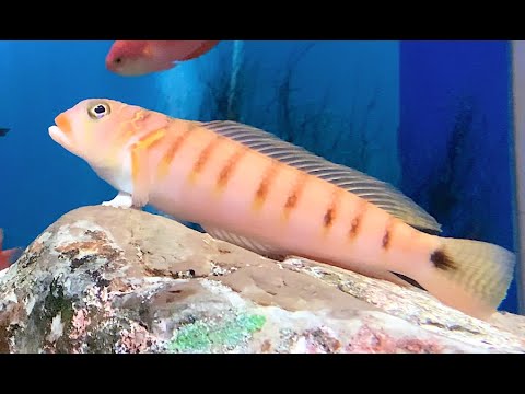 オキトラギス Gold-birdled sandsmelt,Bicolorbarred weever Parapercis ...