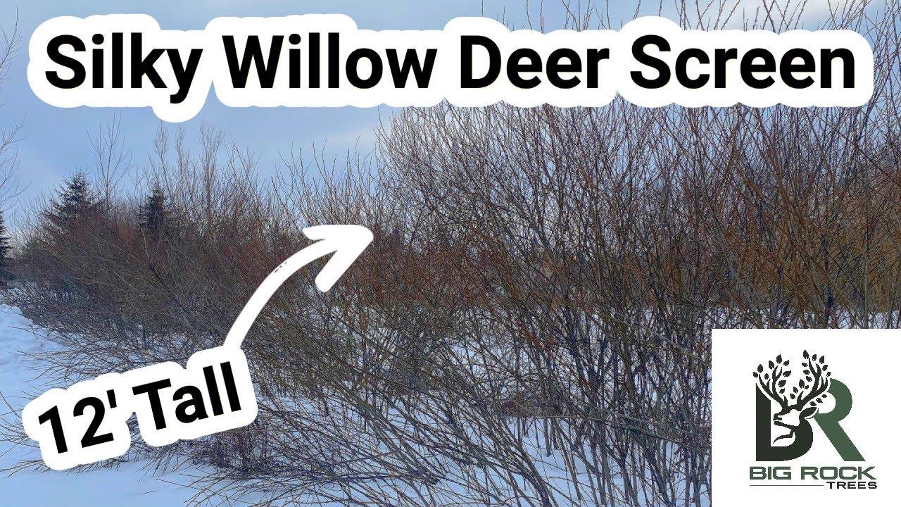 What a Silky Willow Hedge Looks Like in the Winter - YouTube