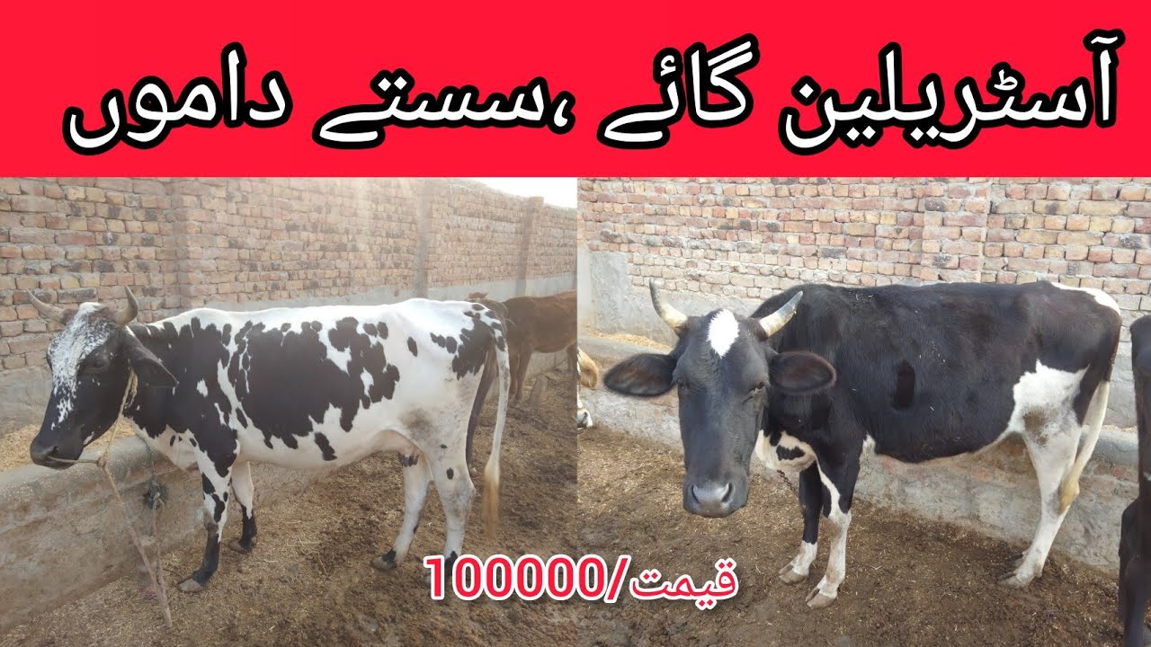 Australian Friesian Cow|Cow Mandi|Maweshi Mandi Punjab Pakistan|Buffalo for sale - YouTube