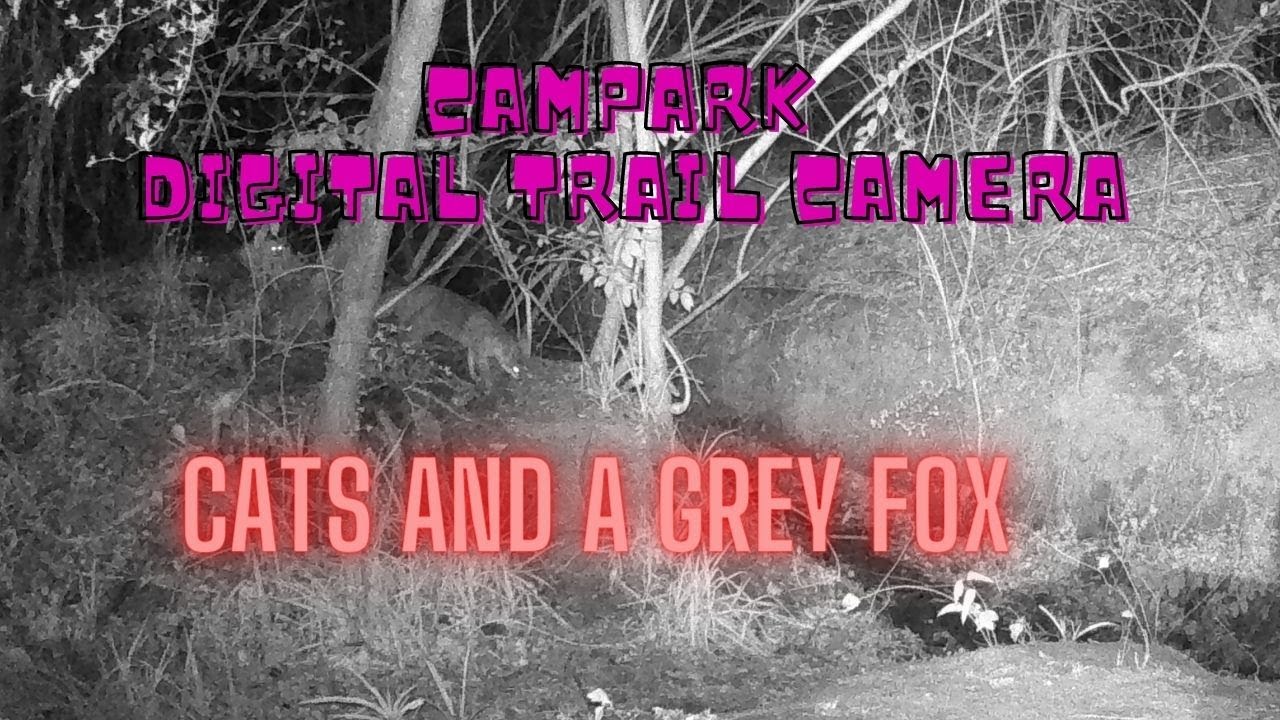 Trail Camera Cats and a Grey Fox - YouTube