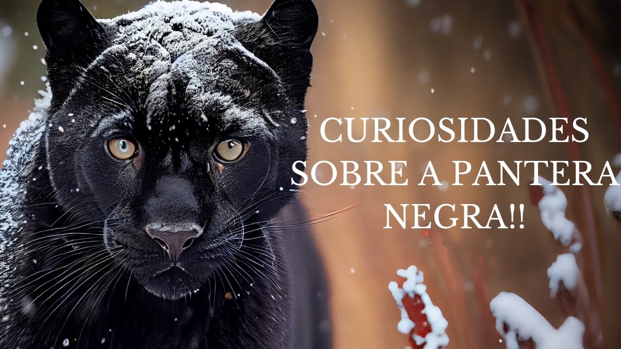 TUDO SOBRE A INCRÍVEL PANTERA NEGRA. - YouTube