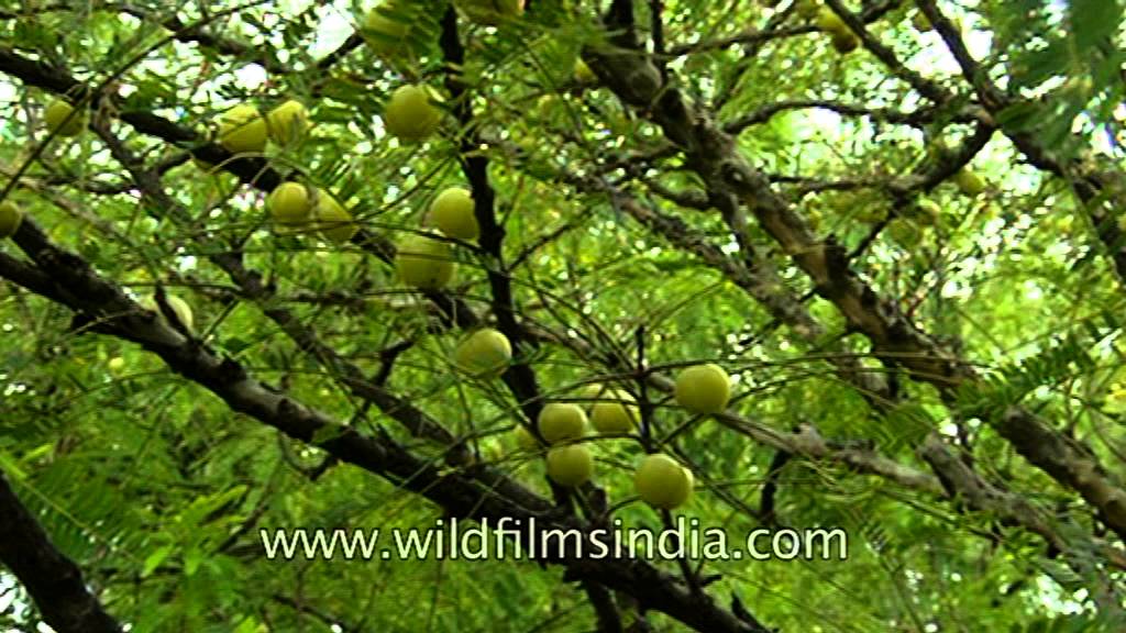 Indian Gooseberry growing wild in the forests of Uttar Pradesh - YouTube