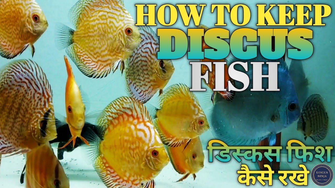 HOW TO KEEP DISCUS !!! डिस्कस फिश कैसे रखे !!! DISCUS FISH BASIC CARE ...