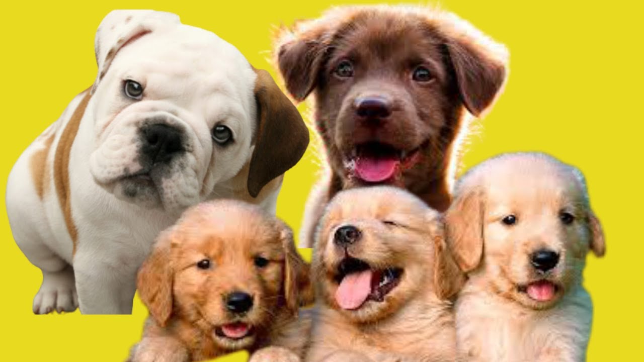 🅾🅿 10 𝐑𝐀𝐙𝐀𝐒 𝐝𝐞 𝐏𝐄𝐑𝐑𝐎𝐒 🅼🅰🆂 🅿🅾🅿🆄🅻🅰🆁🅴🆂 𝐝𝐞𝐥 𝐌𝐔𝐍𝐃𝐎 🐶 🌎[ 1880 hasta 2020 ...