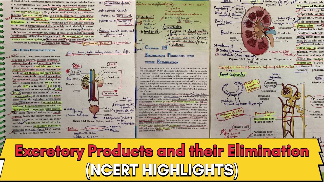 Excretory Products and Their Elimination (For NEET) **NCERT HIGHLIGHTS ...