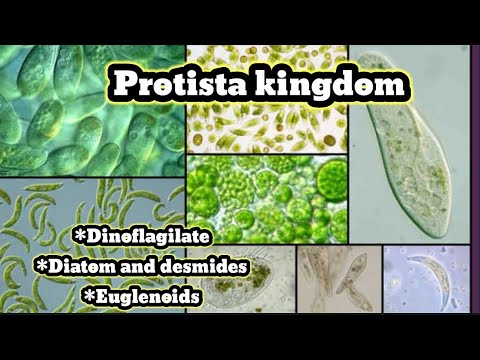 Kingdom protista|| types of kingdom protista||NCERT all examples with ...