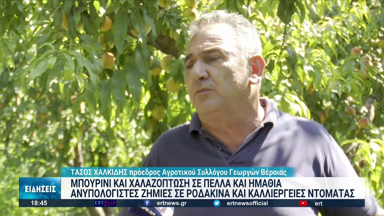 Ανυπολόγιστες ζημιές σε ροδάκινα και ντομάτες από το χαλάζι | 17/08 ...