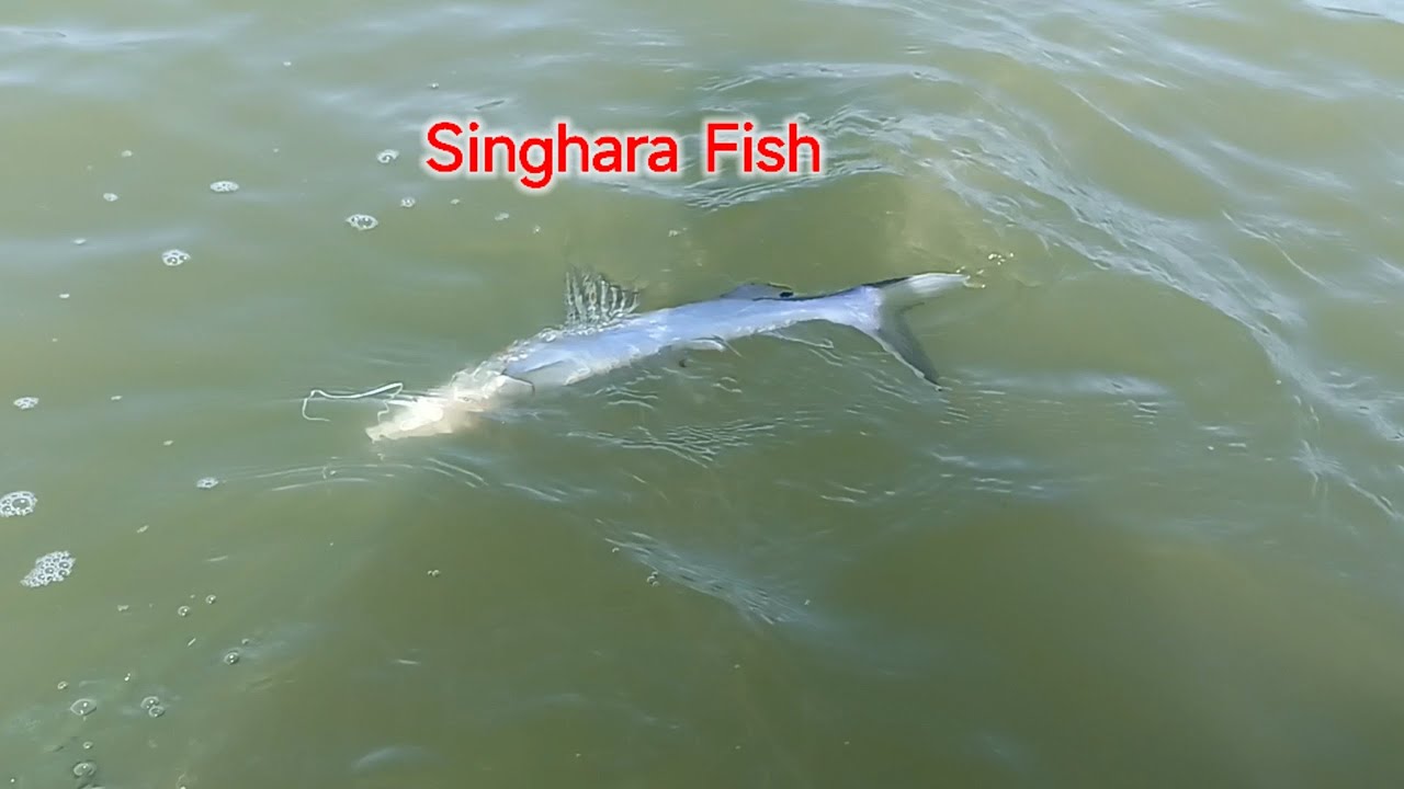 Shingada Fish Catch |Best Fish Amazing Fish Shingada Fish Catching Fish ...