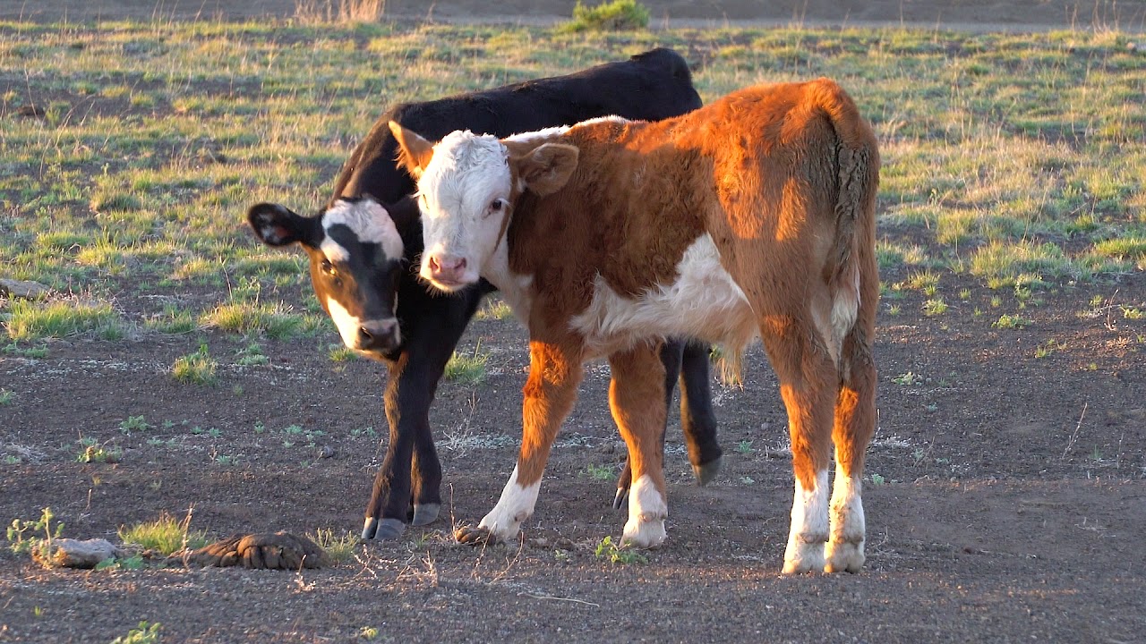 Babbitt Ranches Baby Calves - YouTube