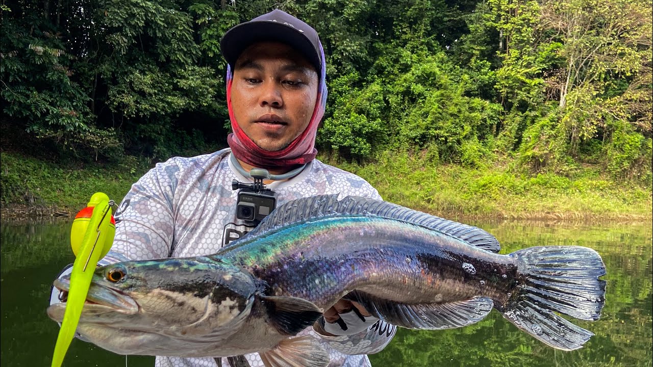 45| Toman Royal Belum Padu Padu Guys part 1 | Rod Travel Gear |Shimano ...