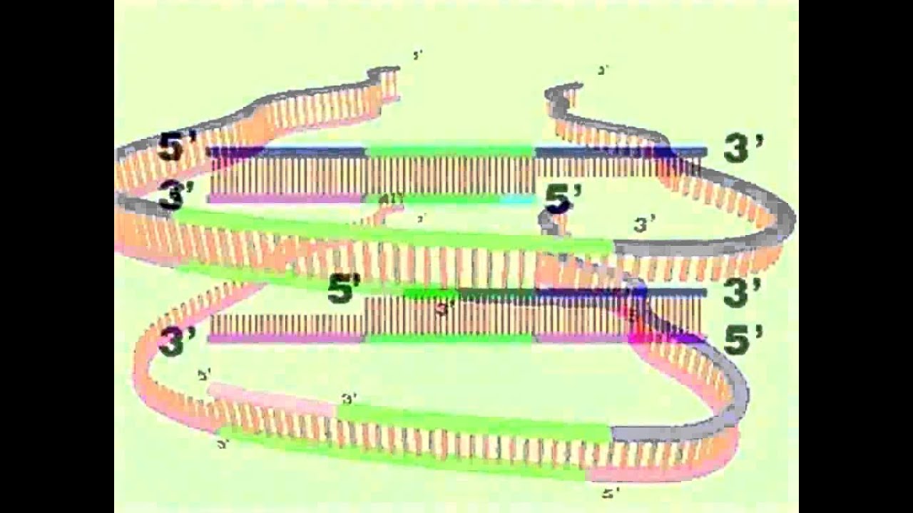 Reacción en Cadena de la Polimerasa (PCR) - YouTube