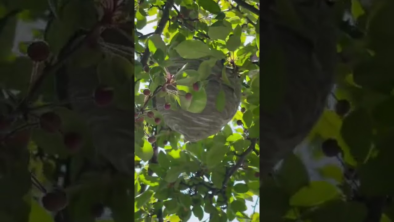 Beehouse /Bahay ng Pukyutan on our front trees - YouTube