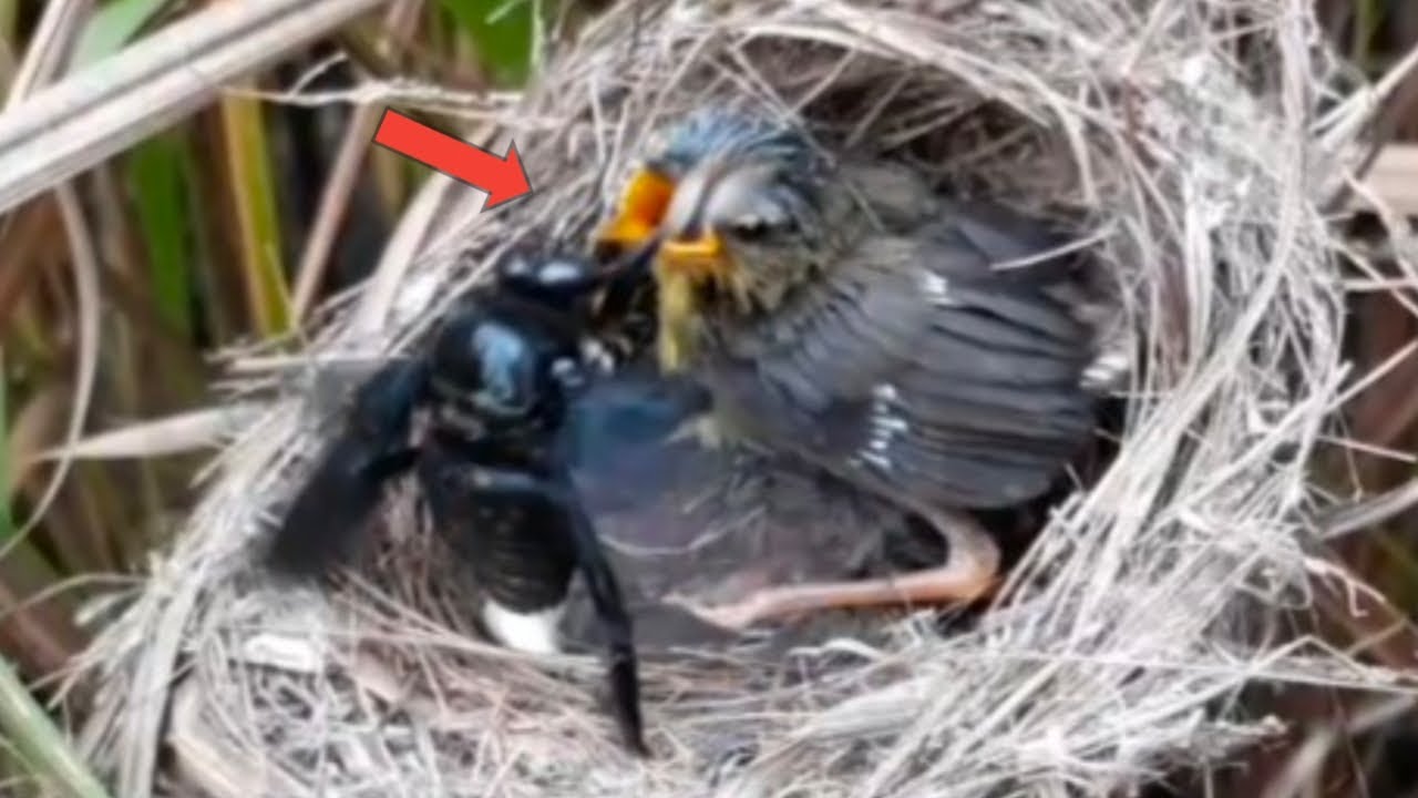 brutal beetle on baby bird - YouTube