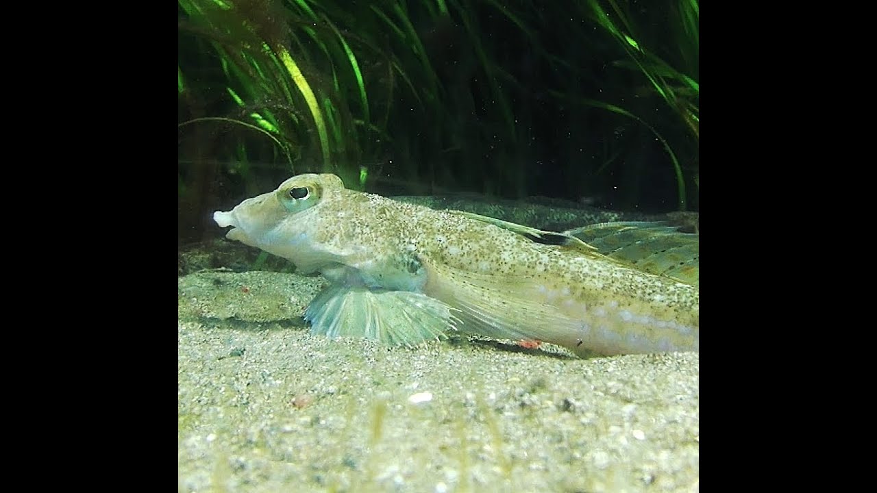 セトヌメリ Repomucenus ornatipinnis Repomucenus ornatipinnis - YouTube
