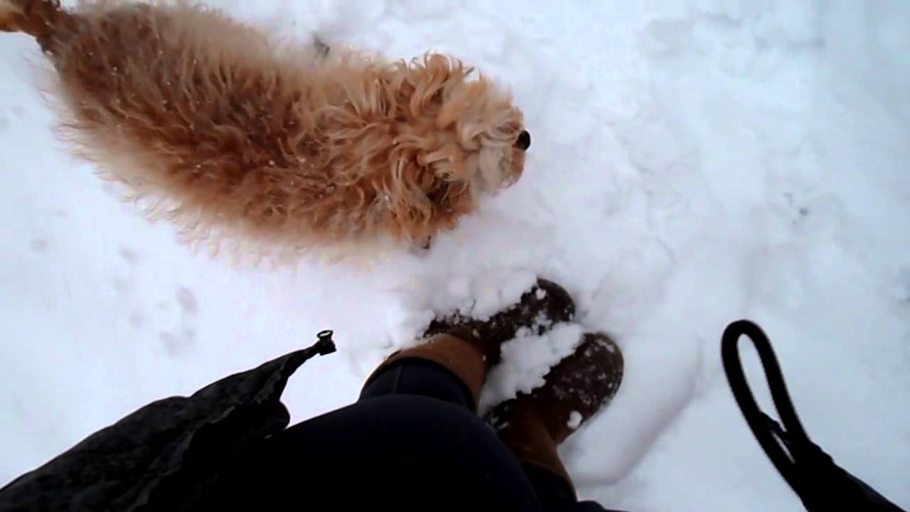 Millie the cavapoo's first time playing in the snow - YouTube