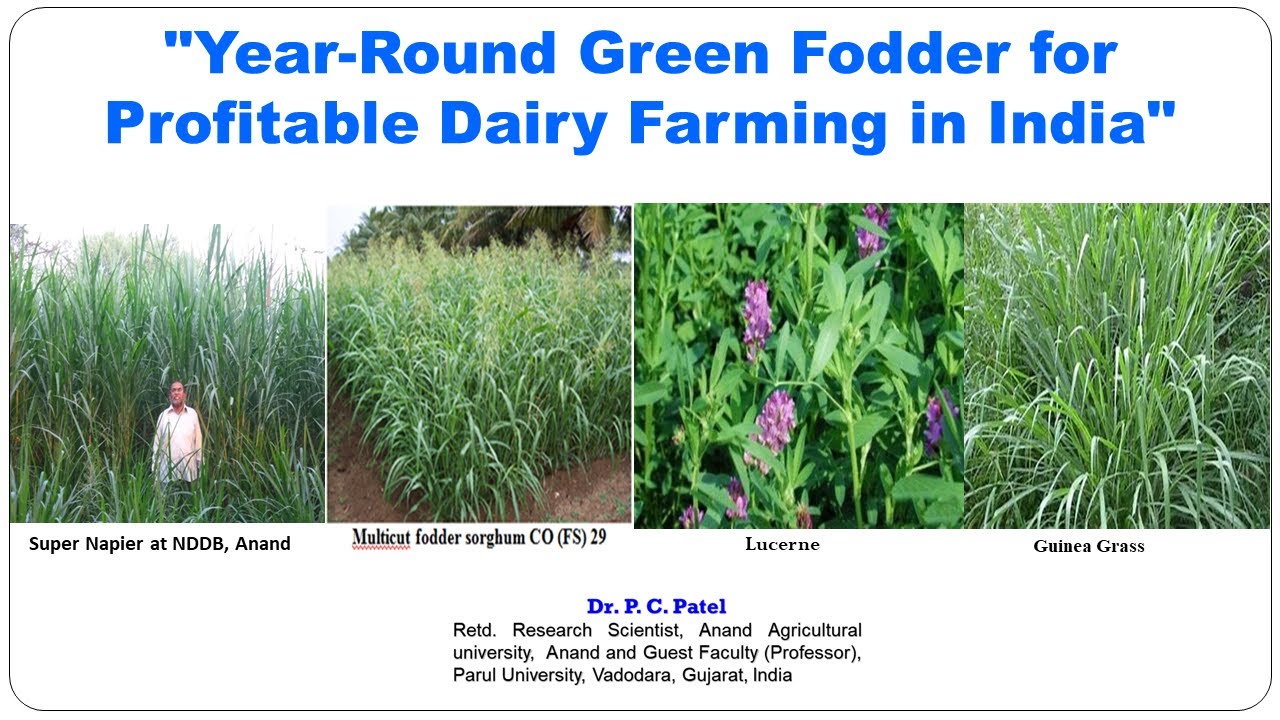 Year-Round Green Fodder for Profitable Dairy Farming in India-Dr P.C ...