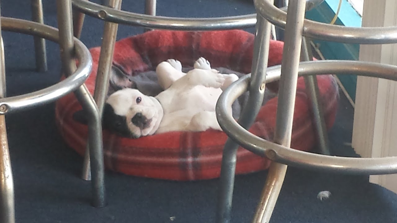 Meet Clyde our NEW French Bull Dog Puppy! - YouTube