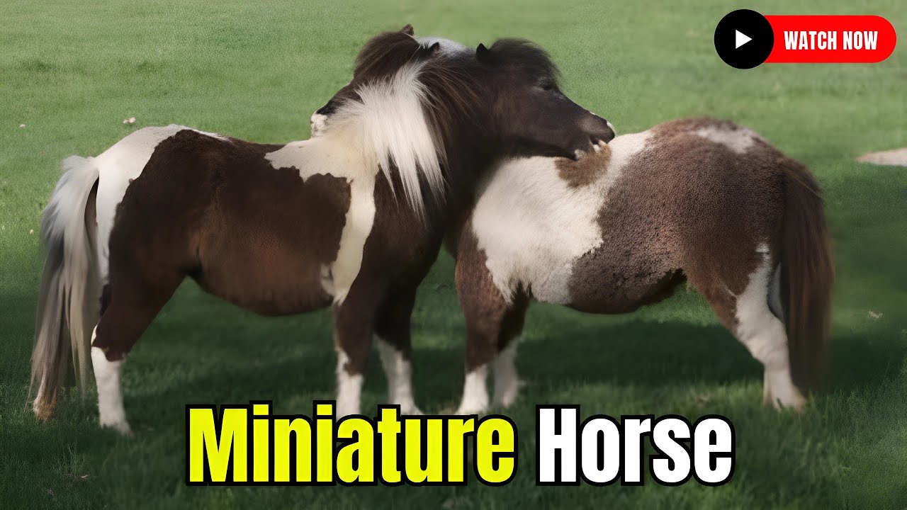 Exploring Miniature Horse Breeding Horse Breed #secretanimals @secret ...