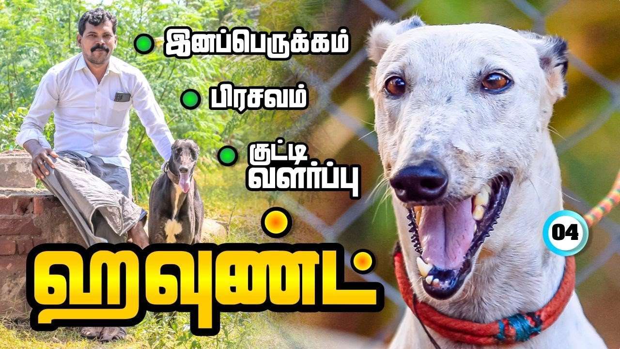 ஹவுண்ட் | இனப்பெருக்கம் | பிரசவம் | குட்டி | பராமரிப்பு | வளர்ப்பு ...