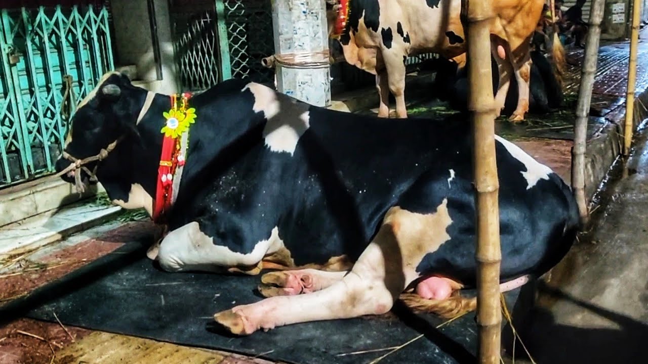 Chan Raater Moment At Puran Dhaka Qurbani Goru • Elakar Boro Boro Goru ...