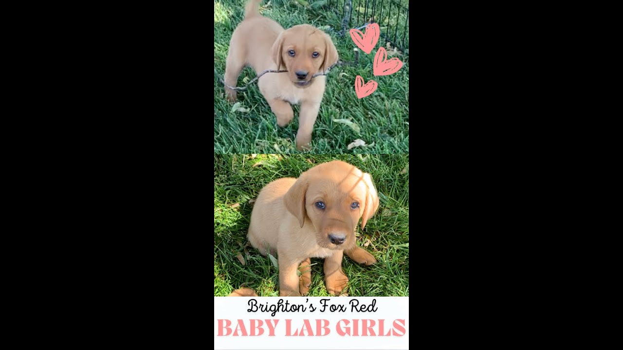 Brighton's 2 Fox Red Female Lab Puppies #labpuppies #labradorretriever ...