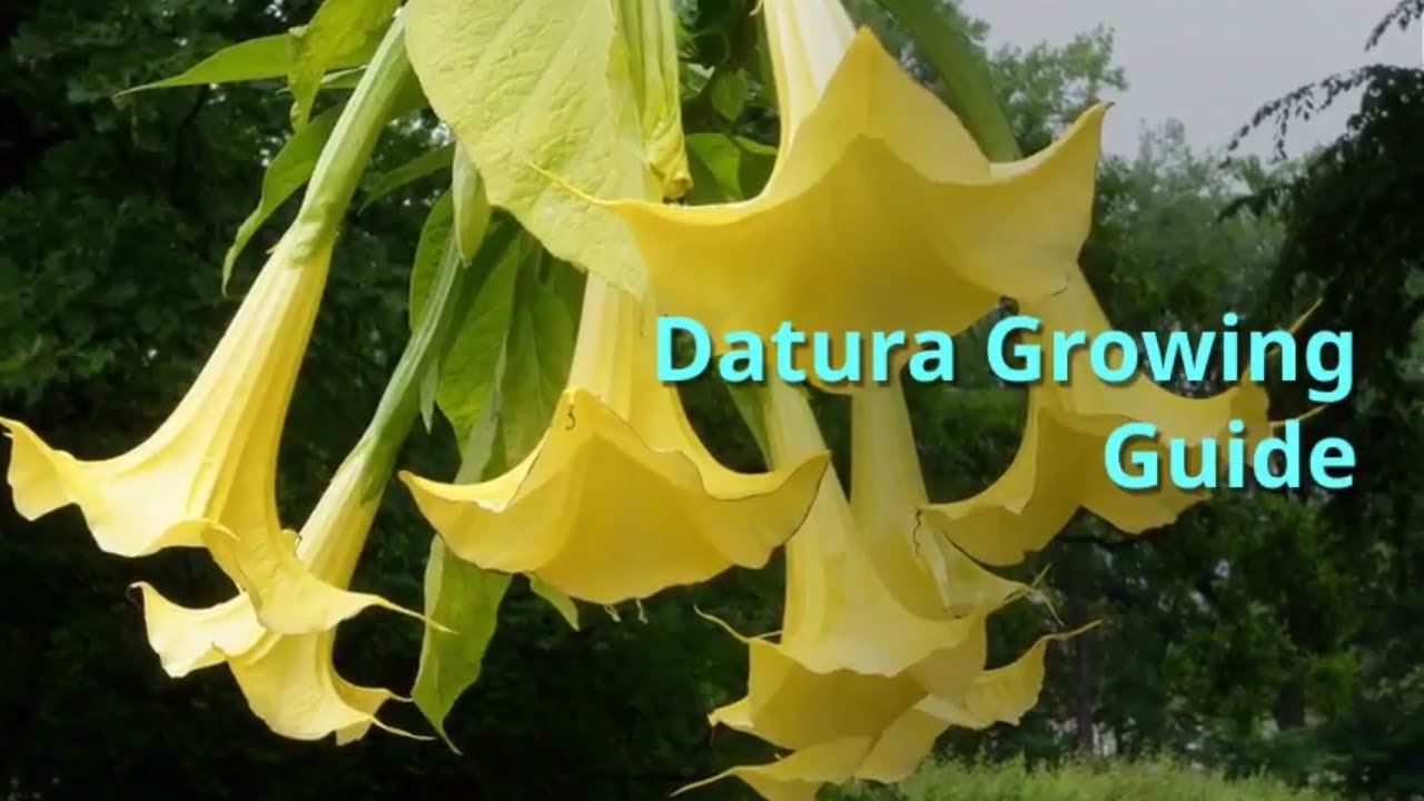 Datura Growing Guide - YouTube