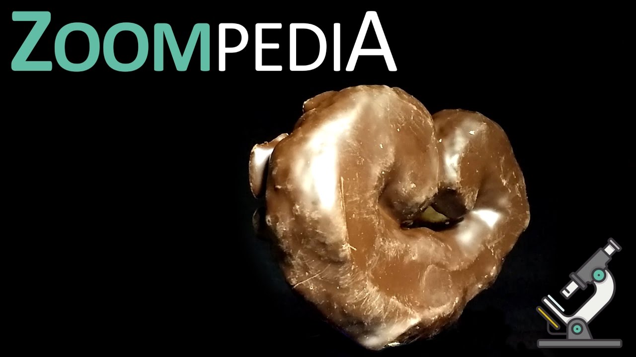 Chocolate palmier under the microscope - Zoompedia - YouTube