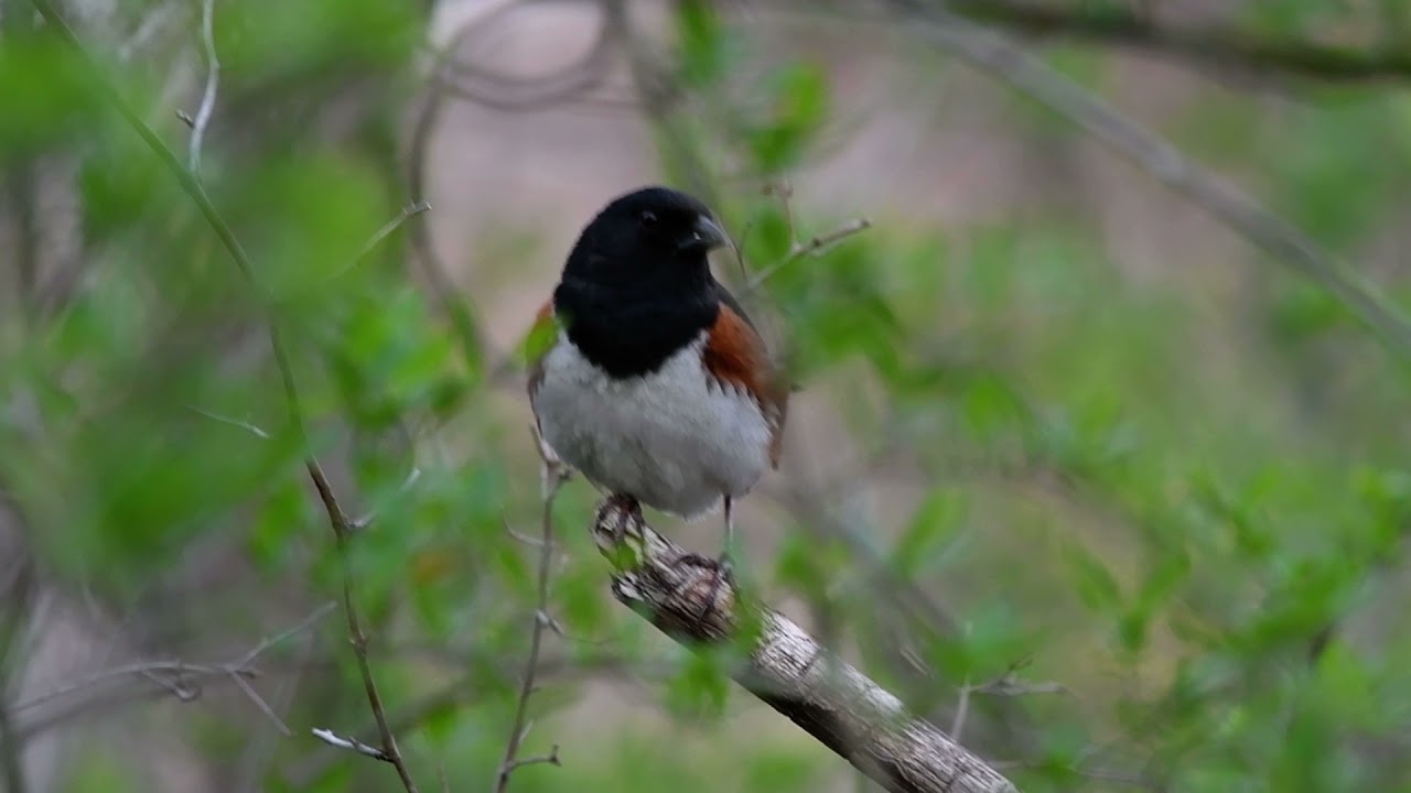 Eastern Towhee Call - YouTube