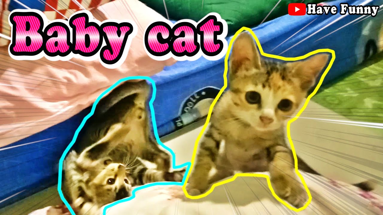 Baby cats is battle - Cute and Funny Cat Videos Compilation - Have ...