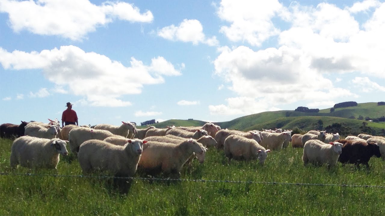 Visit to Prom Country Cheese, Gippsland, Australia - YouTube