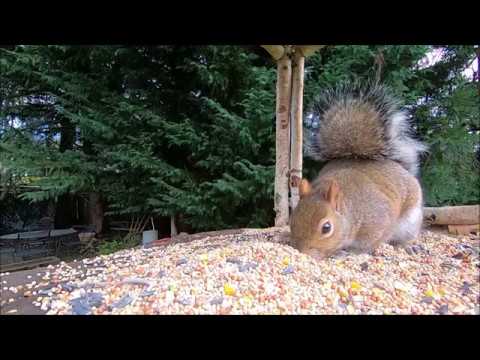 Squirrel Cam episode #3 : VIDEOS for YOU and YOUR CAT to watch. OR dog ...