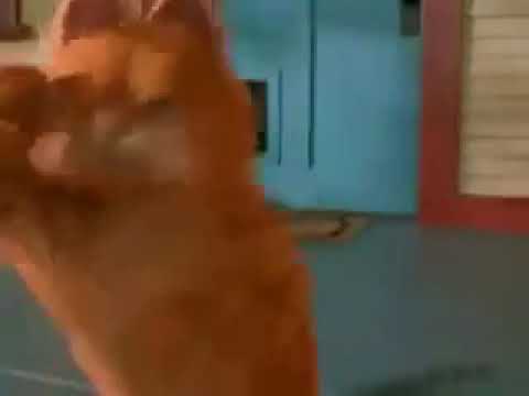 Garfield - Böğrüme Vurdular Boğrüm Ağrıyor