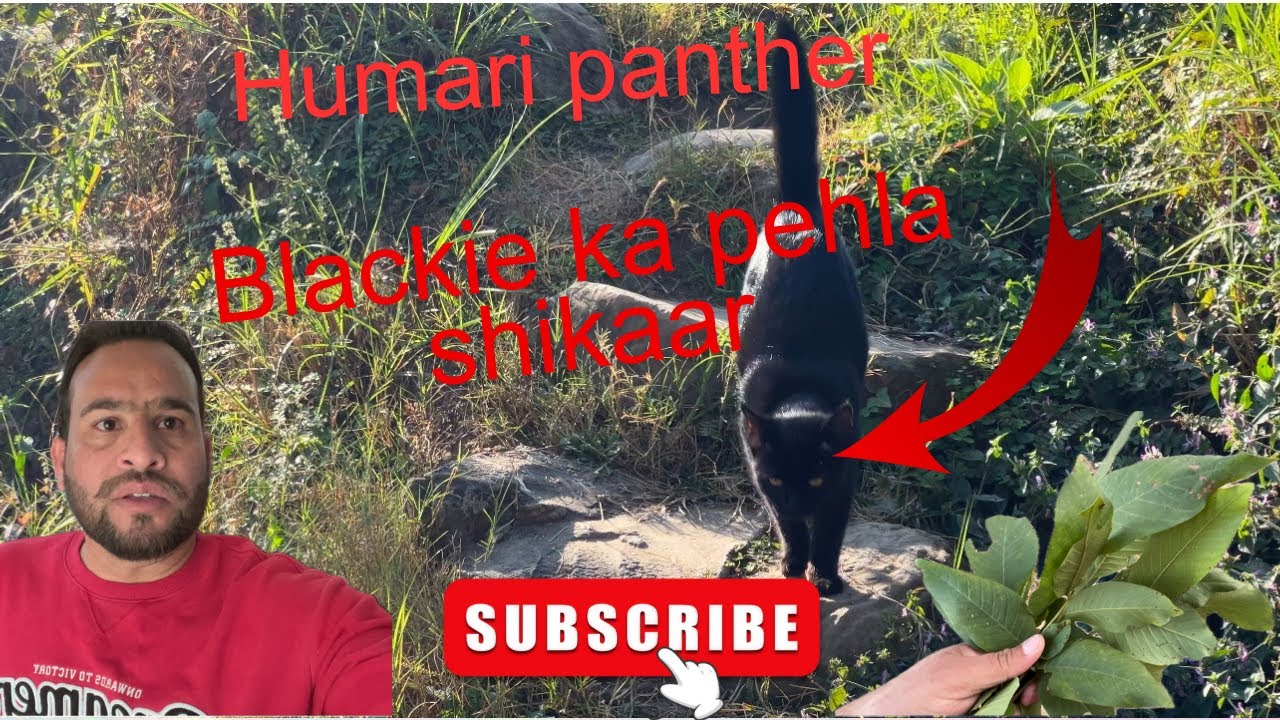 Humari panther (blackie) ka pehla shikaar || Peelay dantoon ko ghar ...