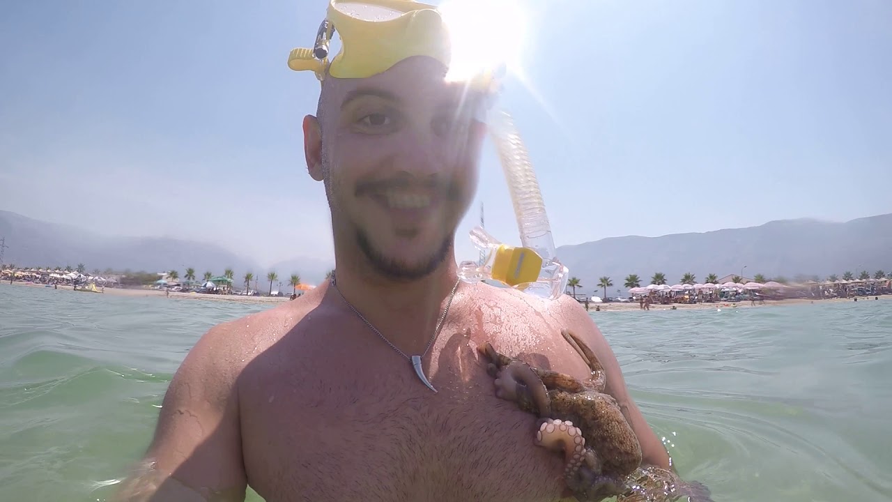 Octopus is very friendly to humans - YouTube