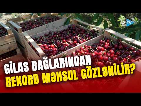 Hər hektardan BİR TONDAN ÇOX GİLAS GÖZLƏNİLİR - Yığım davam edir: bağlarda SON VƏZİYYƏT