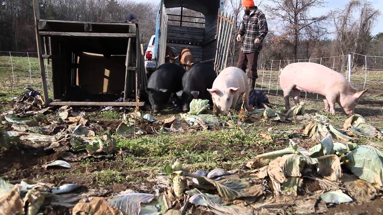 Young Hampshire Hogs experience pasture for the first time! - YouTube