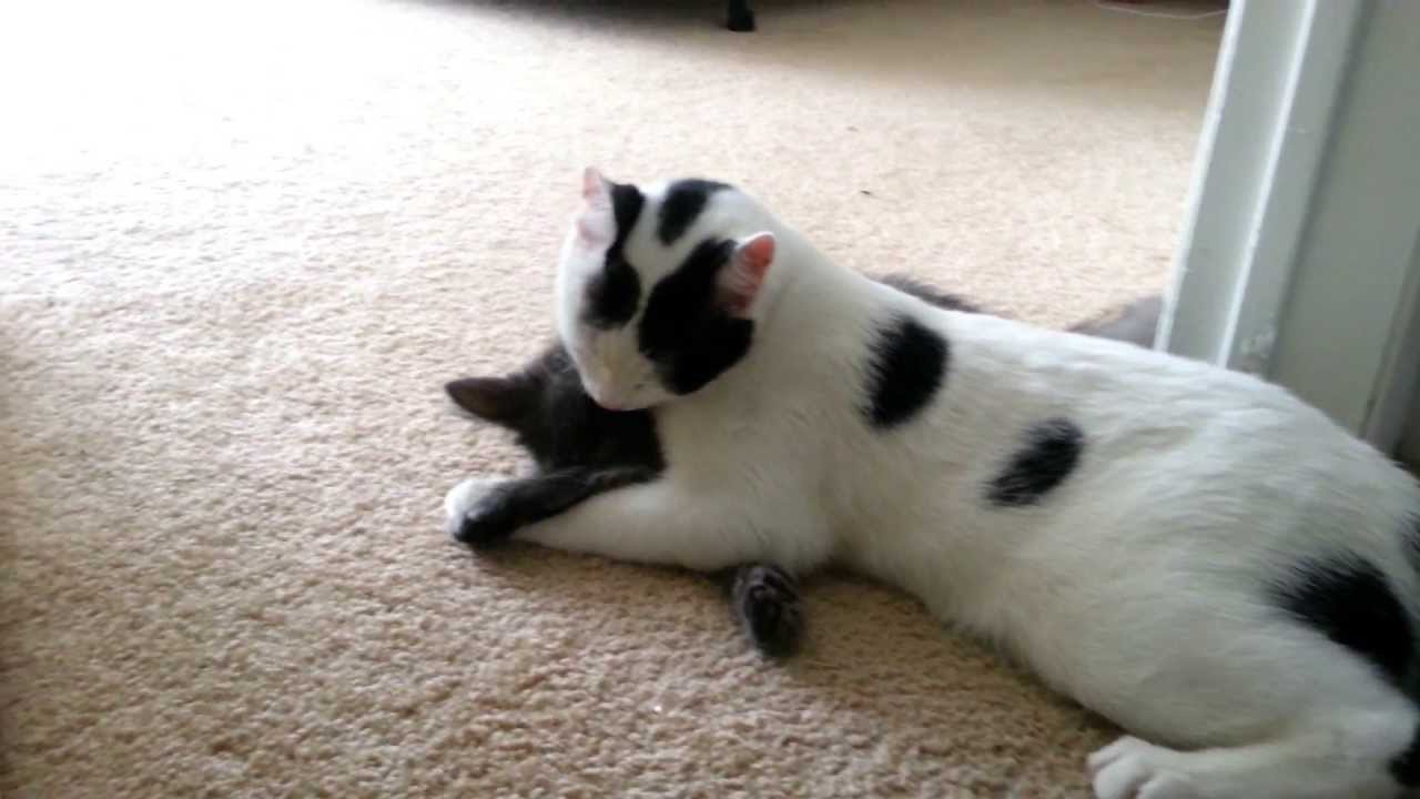 Cats get spooked by washing machine - YouTube