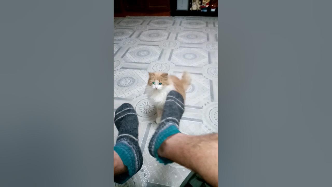 озверина 😹 - YouTube