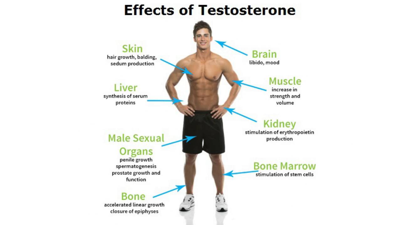Effects Of Testosterone On Men YouTube effects-of-testosterone-on-men-youtube