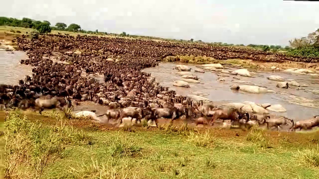 A Grande Migração dos Gnus / The Great Migration of Wildebeests. - YouTube