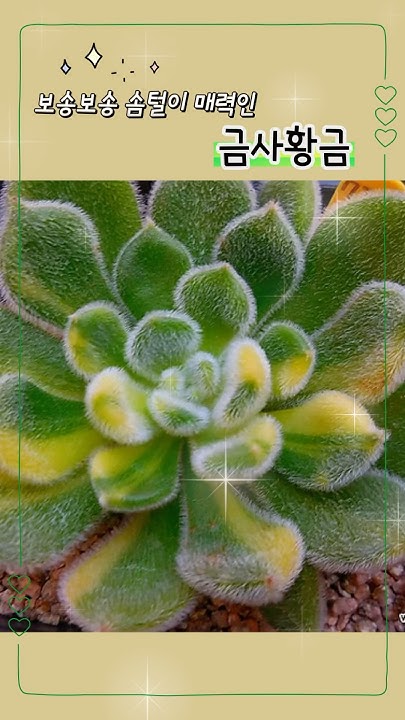 금사황금 에케베리아 금다육 금다육이 다육이 다육식물 다육이라이브 Plants 다육이들 다육판매영상 다육 선인장 예쁜다육 희귀다육 인기다육
