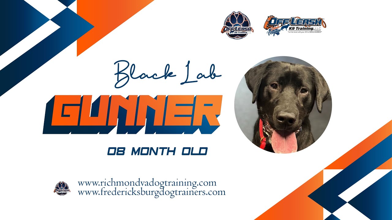 8 Month Old Black Lab (Gunner) Best Dog Trainers in Virginia - YouTube