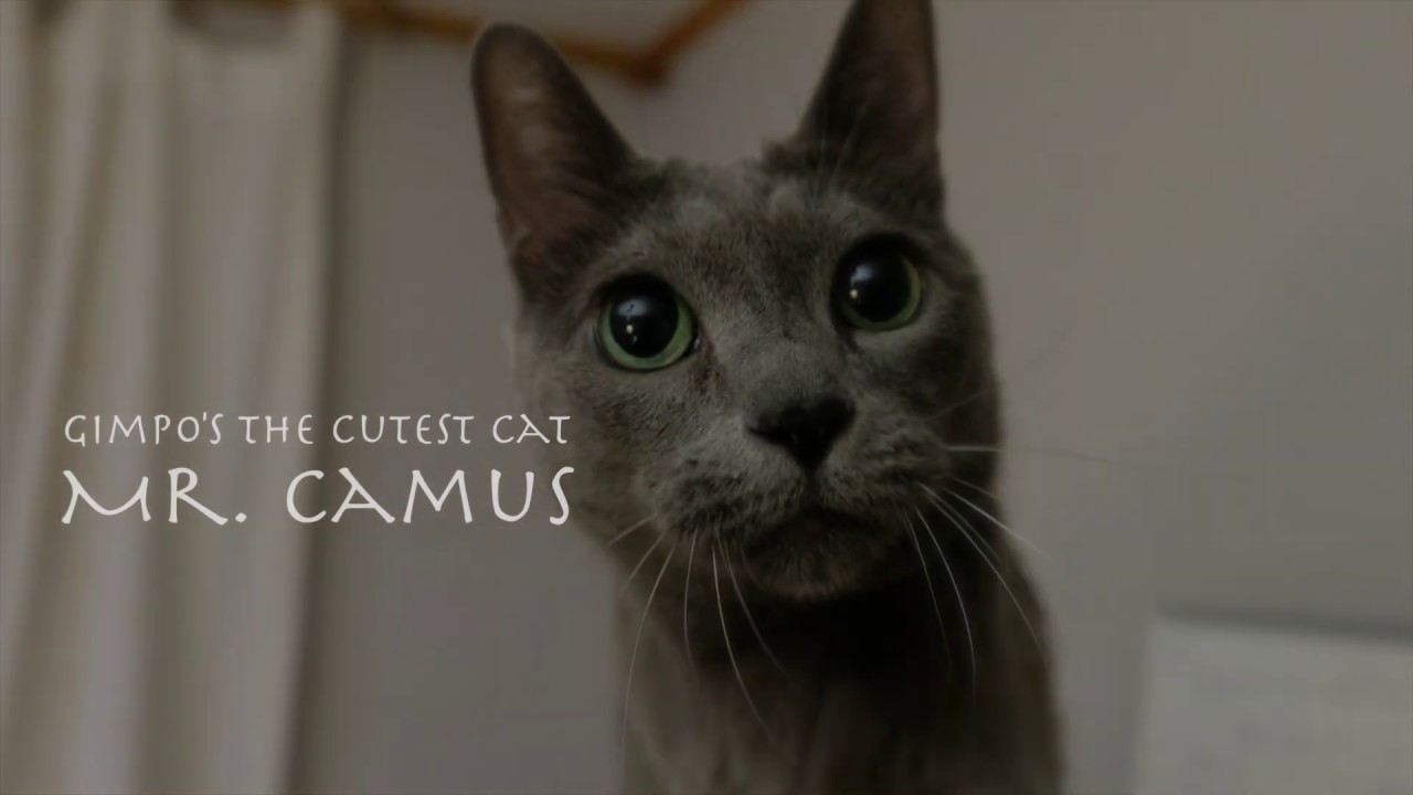 Mr. Camus, The Gimpo's Cutest Cat. - YouTube