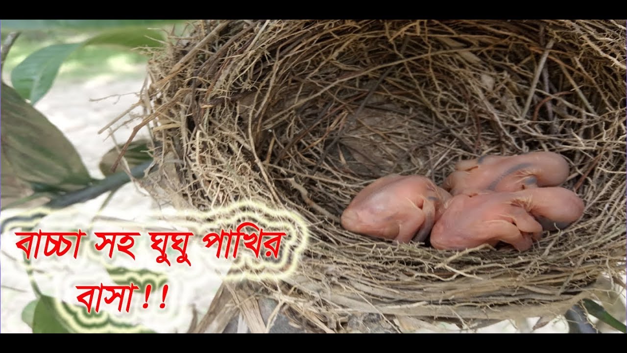 ঘুঘু পাখির বাসা বাচ্চা সহ! Ghughu pakhir basa bacca soho - YouTube