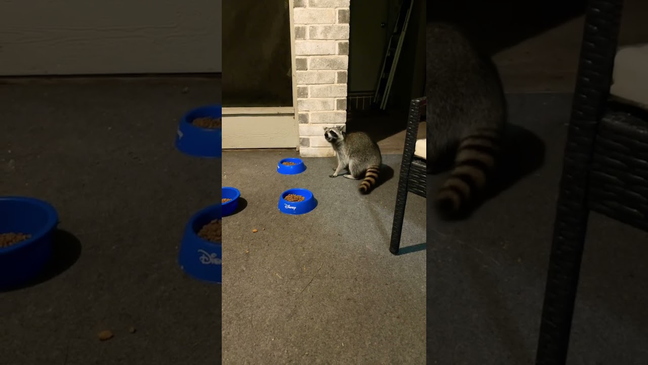 Raccoon eating pumpkin muffin! #shorts #raccoons #raccoonfeeding - YouTube