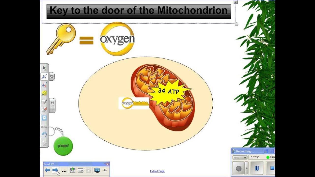 EOC Biology Review Video #4 Photosynthesis/Cellular Respiration - YouTube