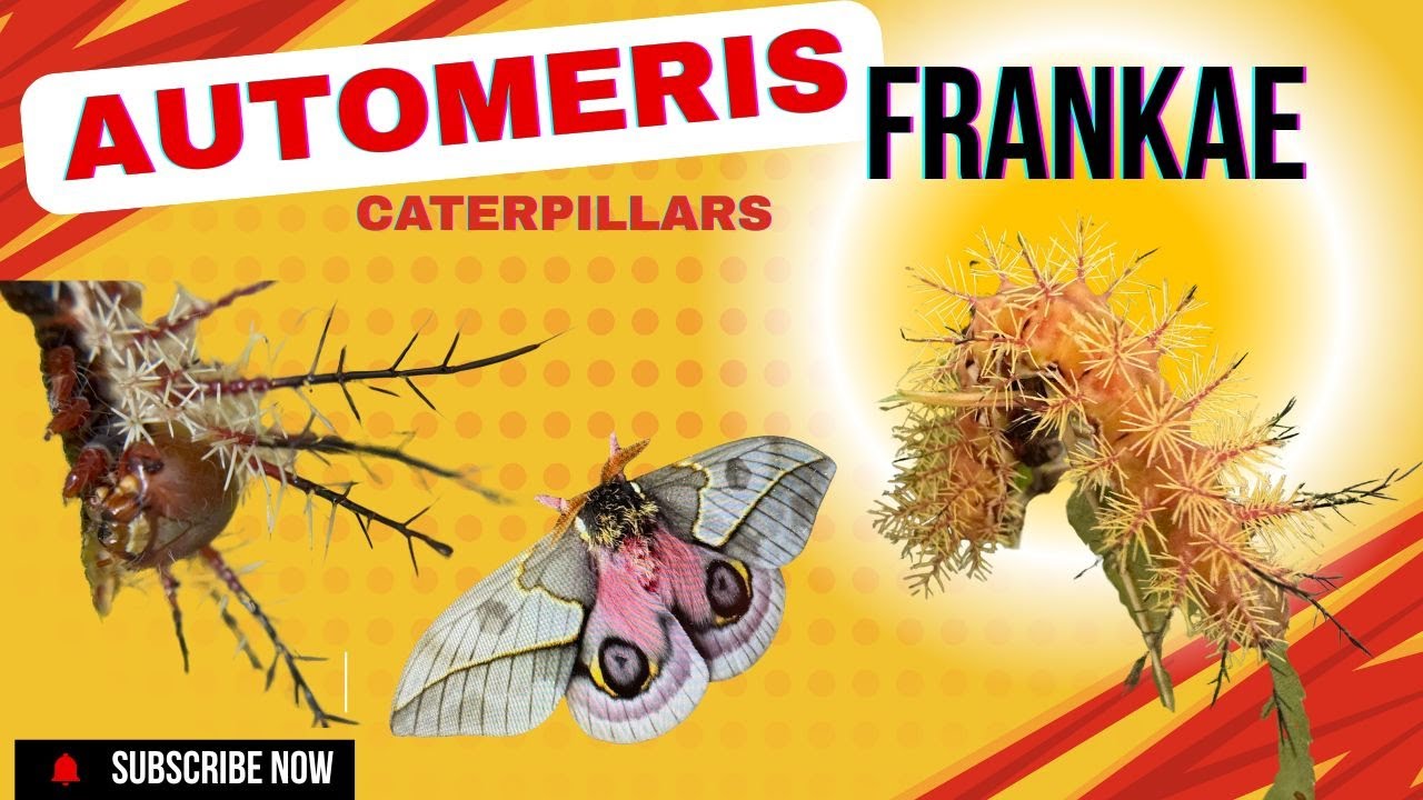 Automeris Frankae, the pink silkmoth caterpillars - YouTube