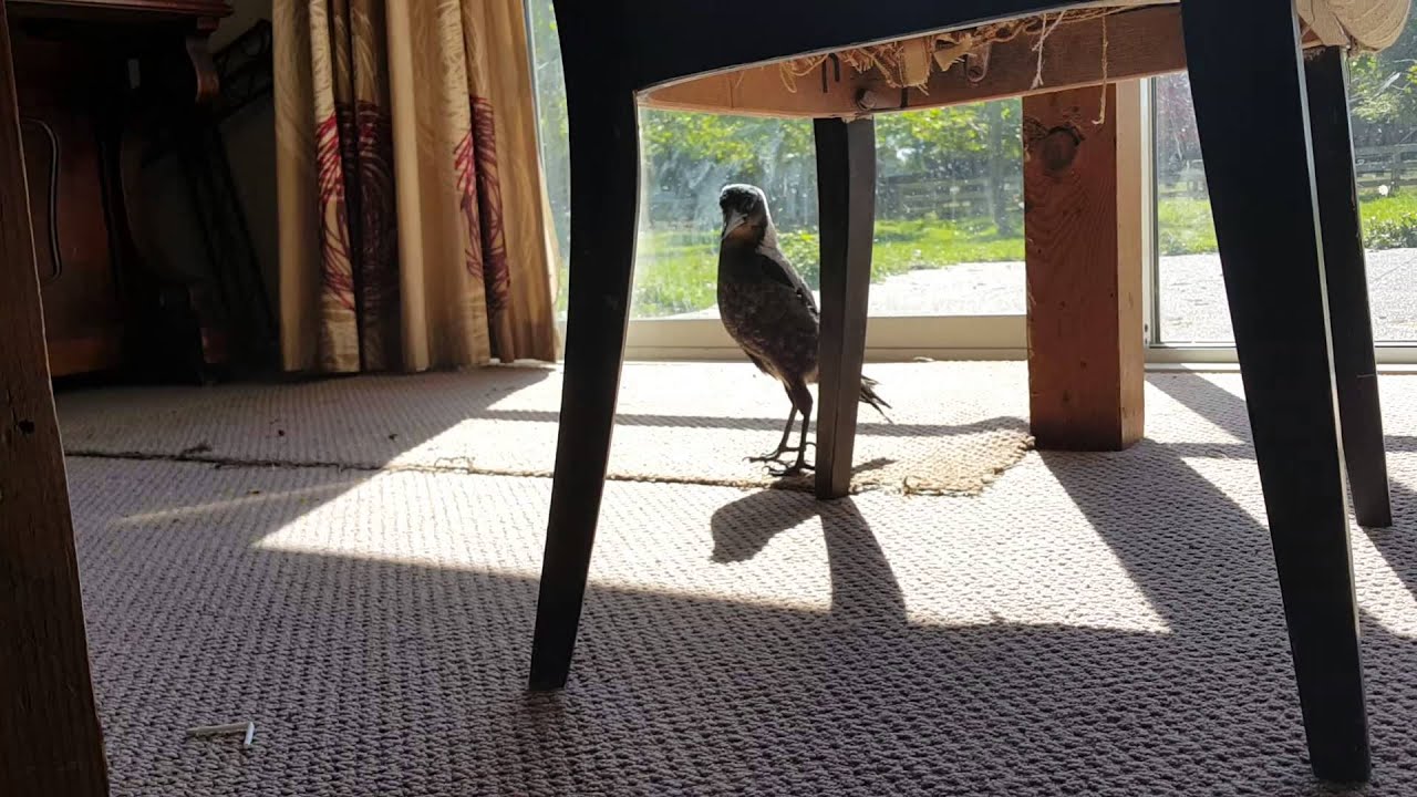 Ain't no party like a magpie party - YouTube