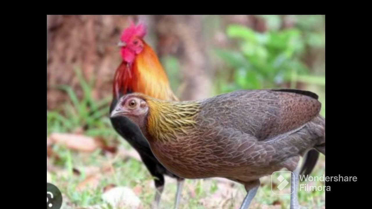 poj qaib seev tuaj zoo heev lis - YouTube