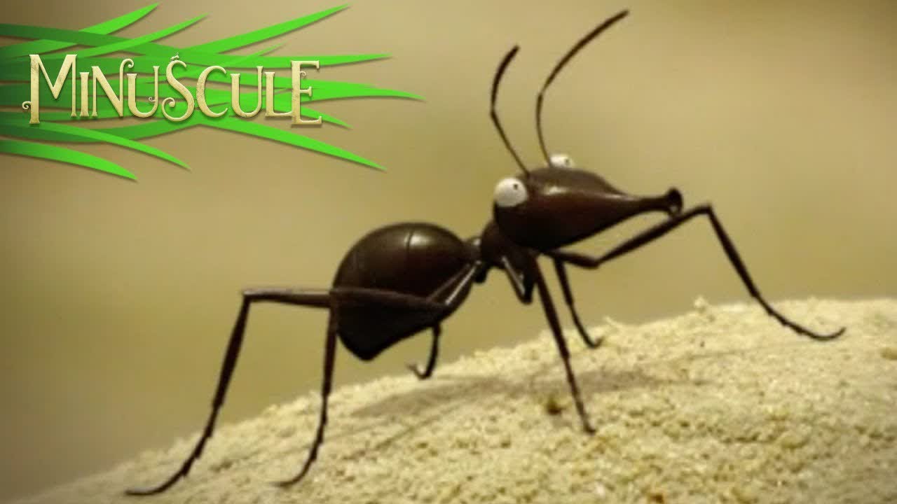 Minuscule - Fourmi roseRosy (Season 1)_R - YouTube